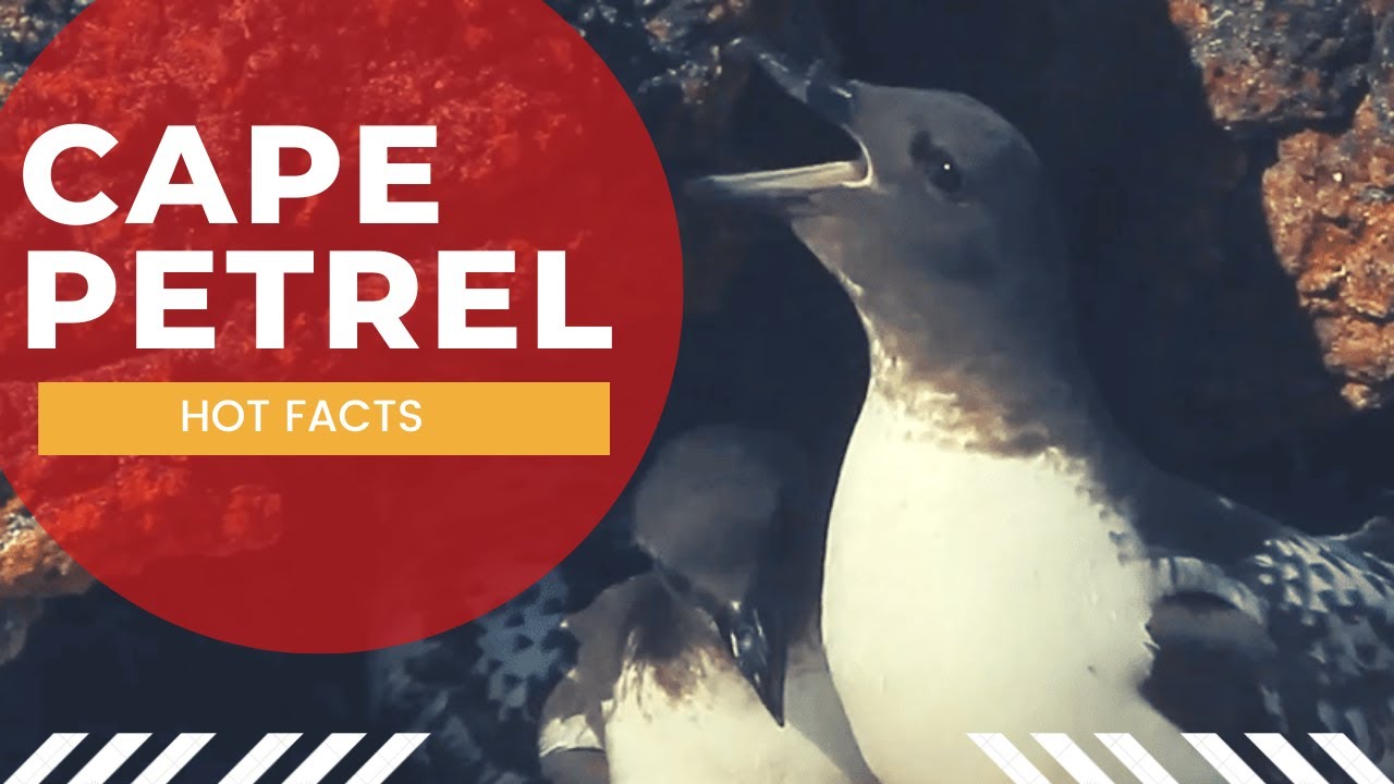 Cape petrel facts - YouTube