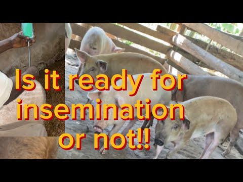 How to detect heat in pigs: how to grow pigs faster at your farm [PART1 ...