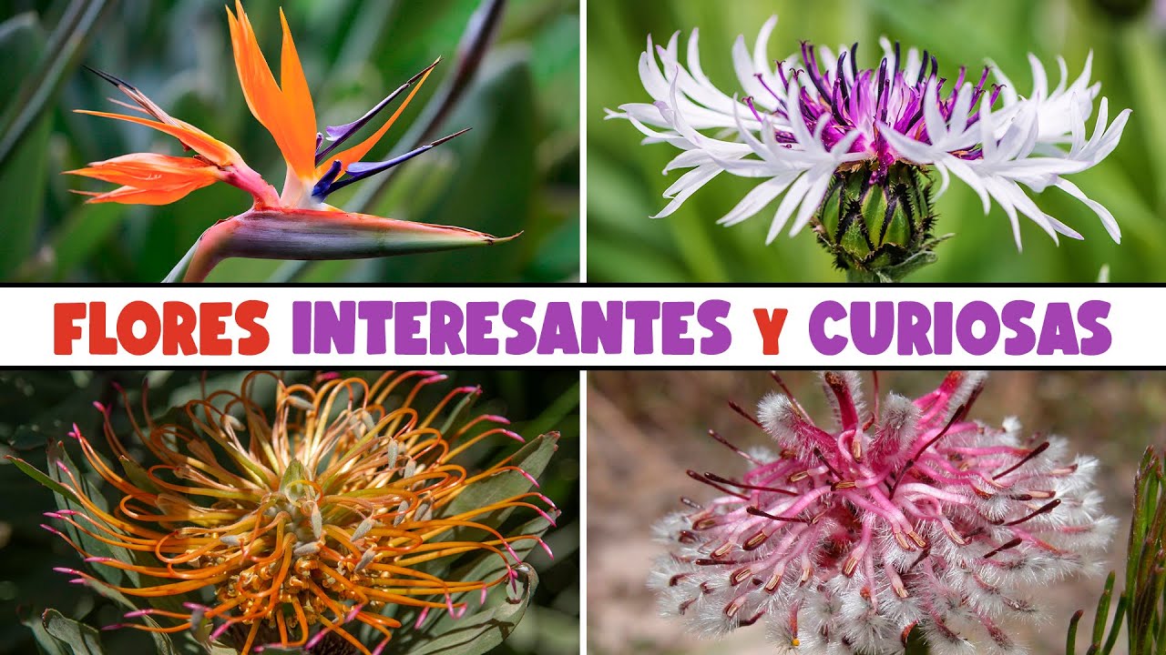 10 FLORES CURIOSAS y con una FORMA MUY INTERESANTE - YouTube