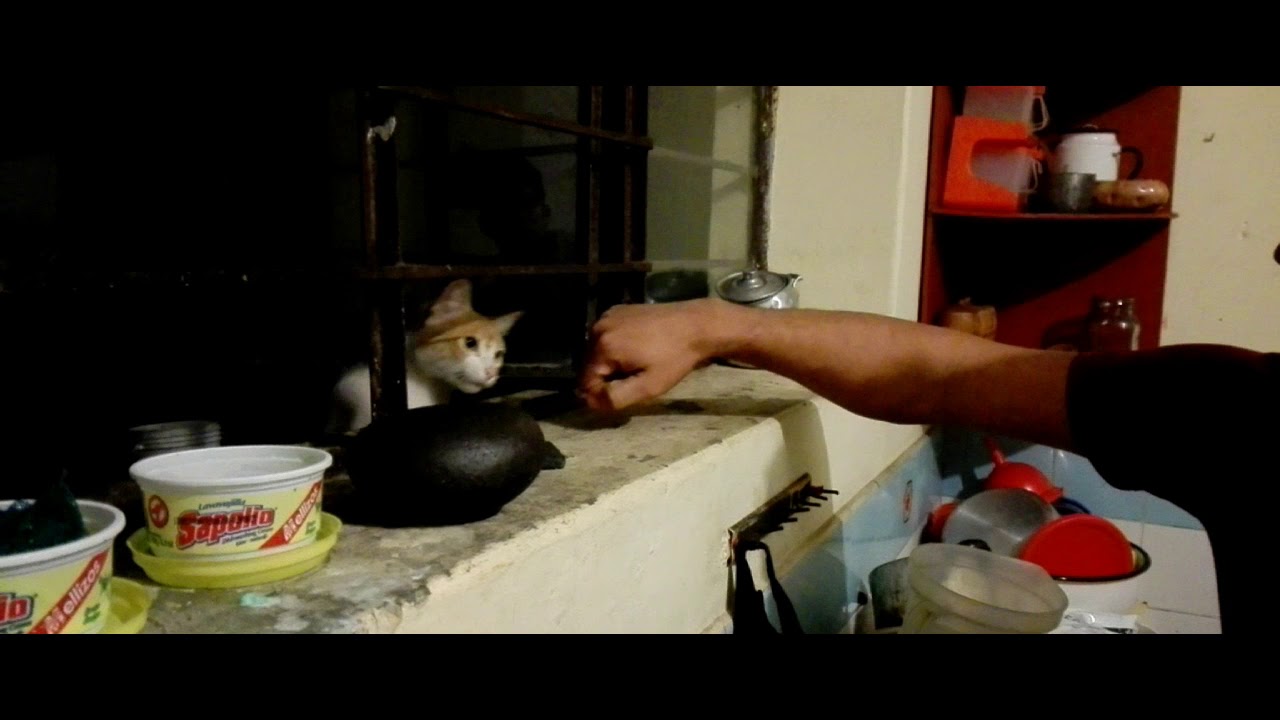 Un gato con modales - YouTube