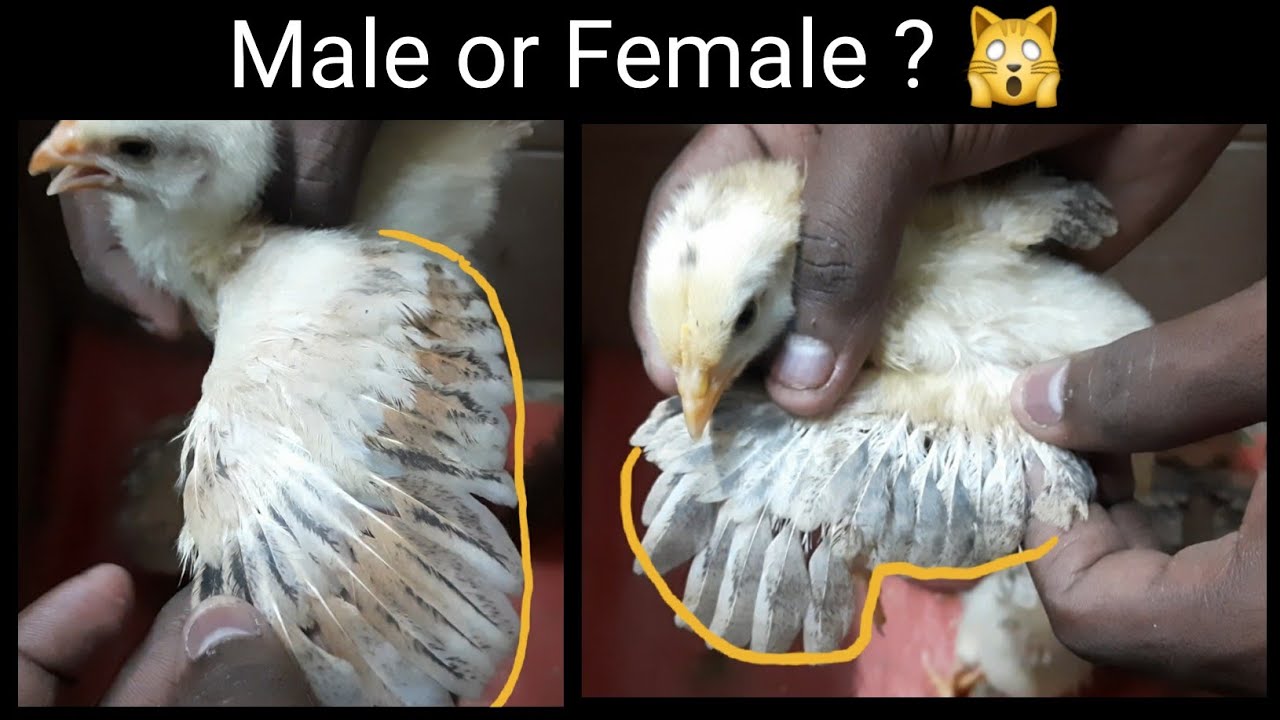 How to identify male or female chicks..@_@ #Chicks#identify#male#female ...