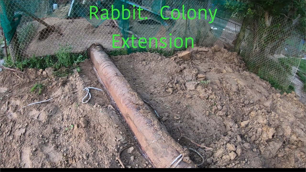 Rabbit Colony Expansion. - YouTube