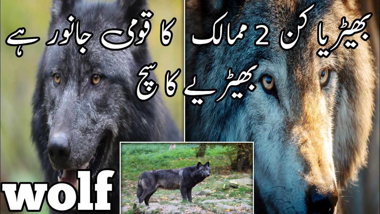 Wolf, bhediya, national animal , about wolf , wolf lifecycle, bhediye ...