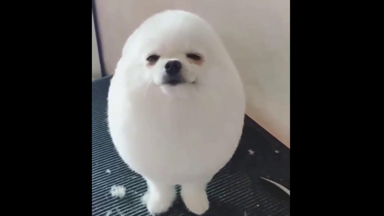 Gerçek EGGDOG - YouTube