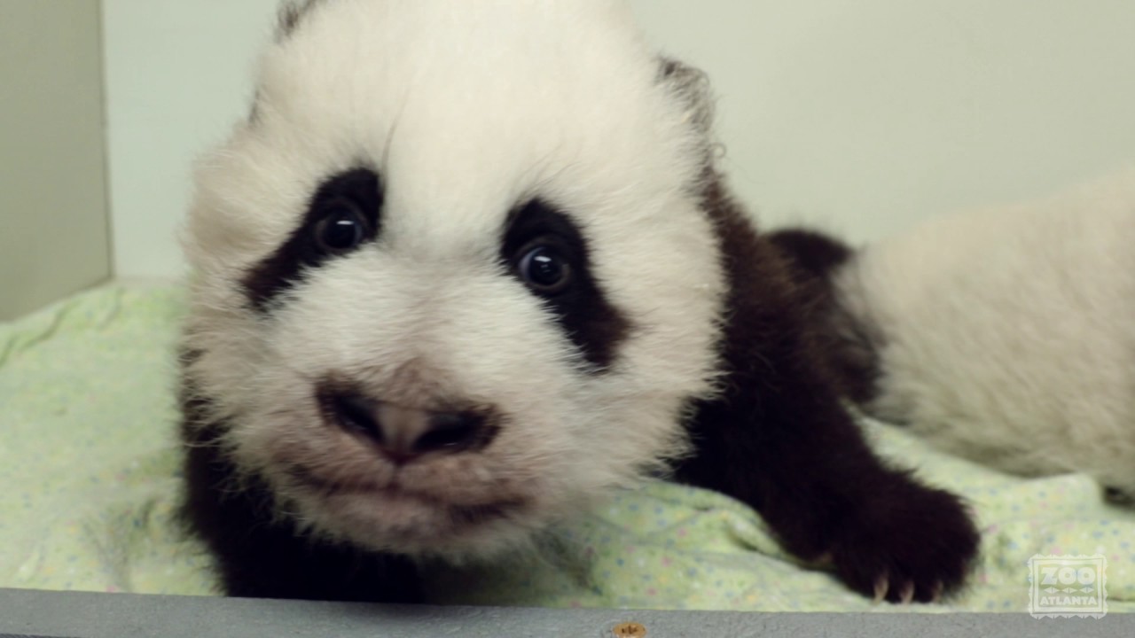 Panda Cubs 2016: Day 90 - YouTube