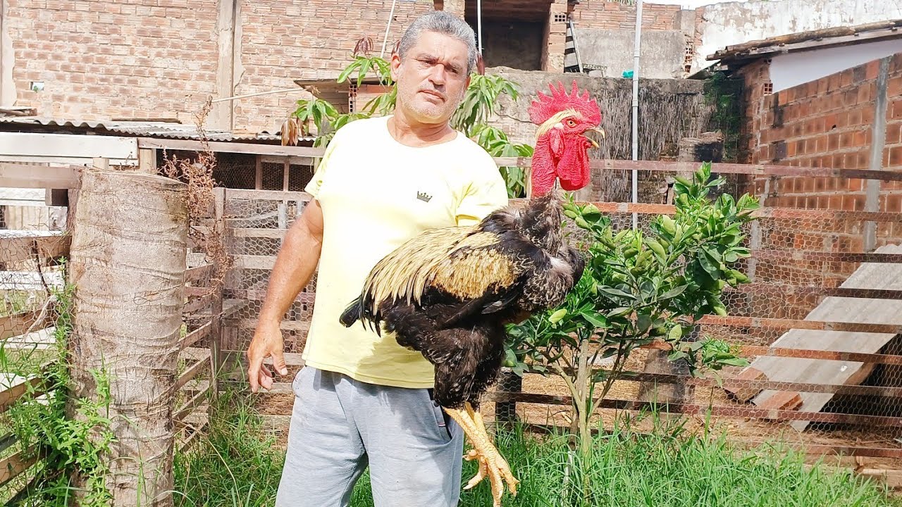ÓTIMA CRIAÇÕES DE POLACO GIGANTE CONHÇA ESSA RAÇA DE GALINHAS 🐔 CAIPIRA ...