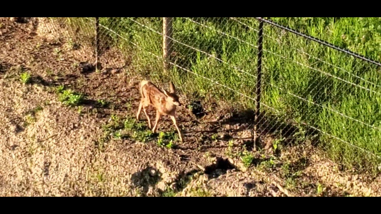 Baby deer saved by mother - YouTube
