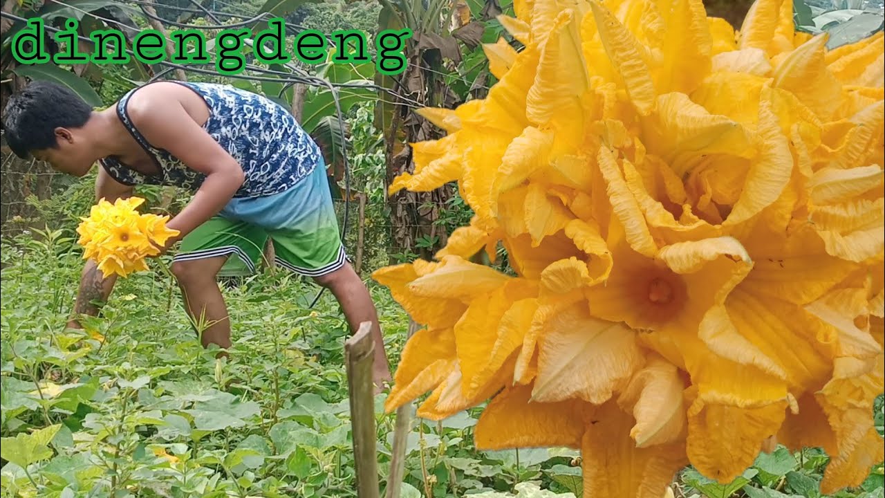 Bulaklak ng kalabasa recipe | ilocano dish - YouTube