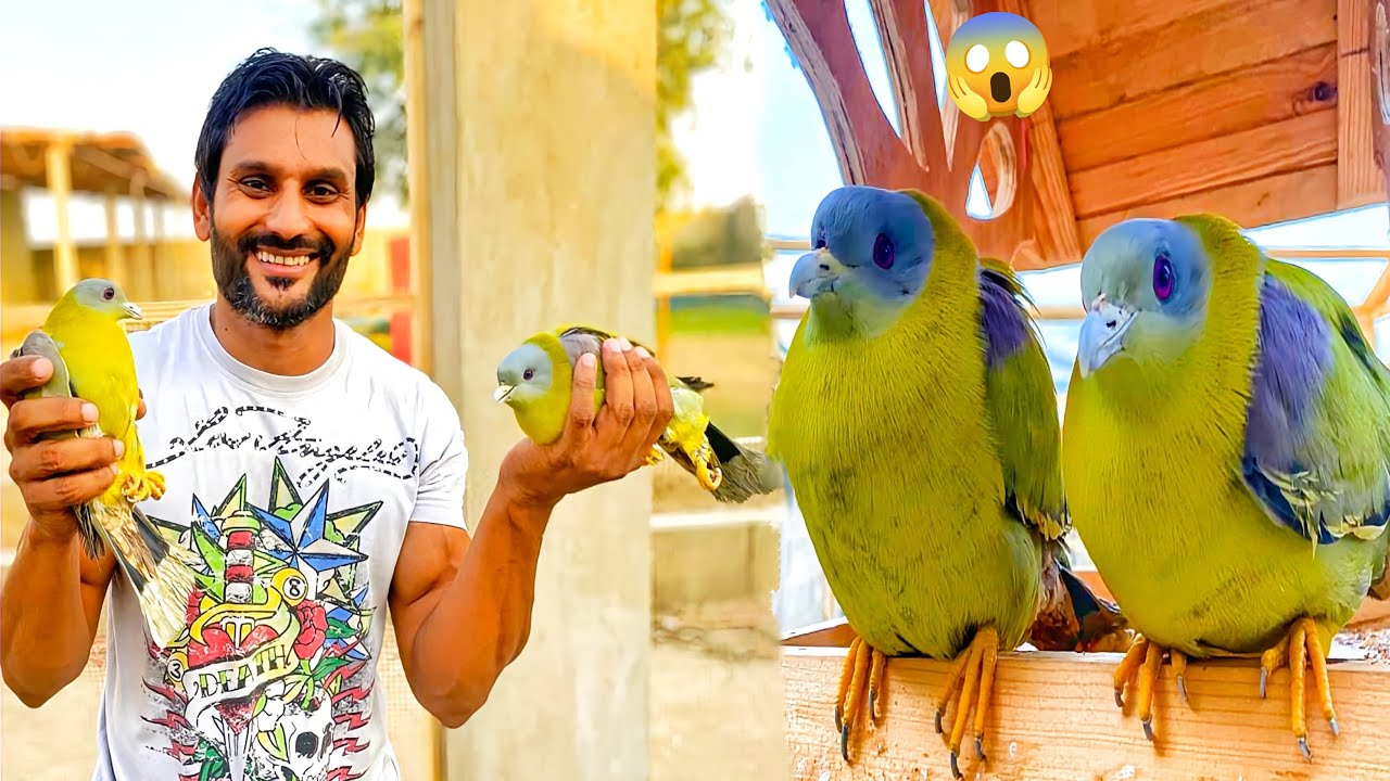 Dream Aviary K First Exotic Pet Finally Aa Gaye🥰😍|RHF Pet House - YouTube
