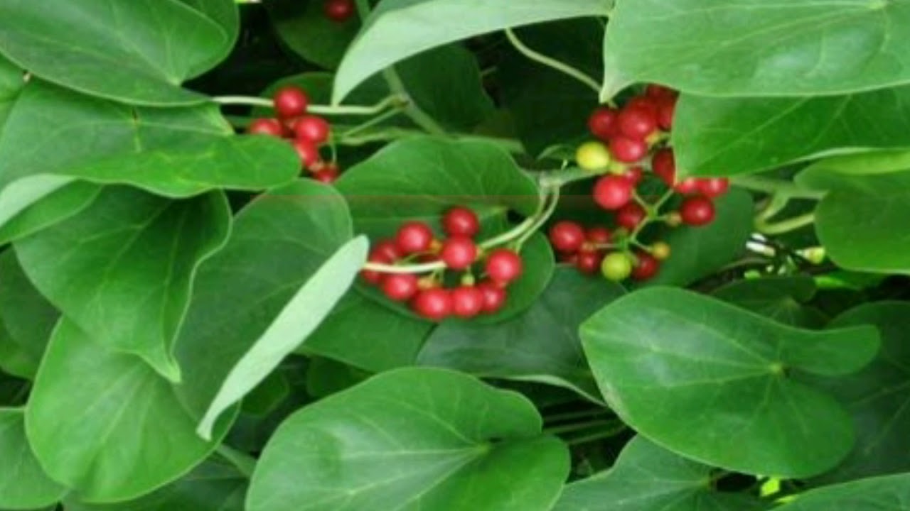 Magical Herb : Amrutha Balli ( Giloy ) - YouTube