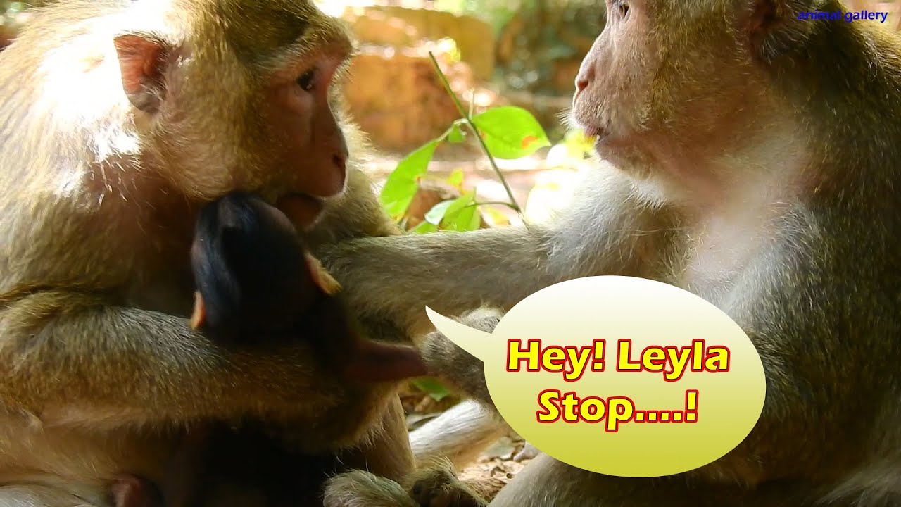 What's a lovely baby monkey Brittany, All monkeys want to get and hold ...