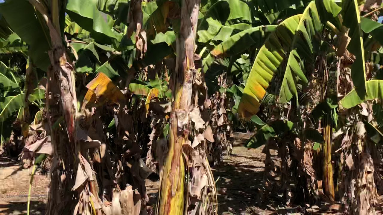 Himaymay El Salvador with Auntie bebe - YouTube