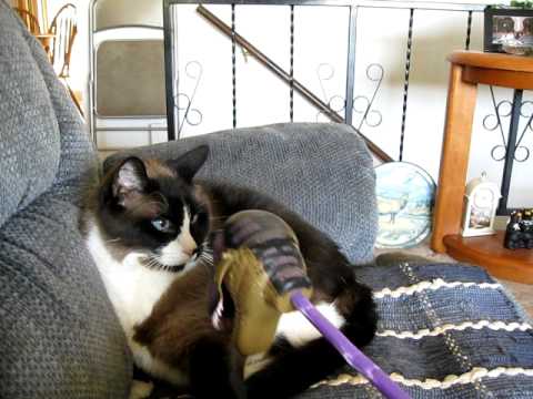 T Rex vs cat - YouTube