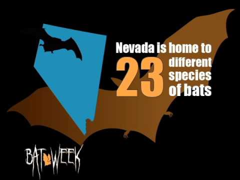 Bat Week Nevada Department Wildlife - YouTube