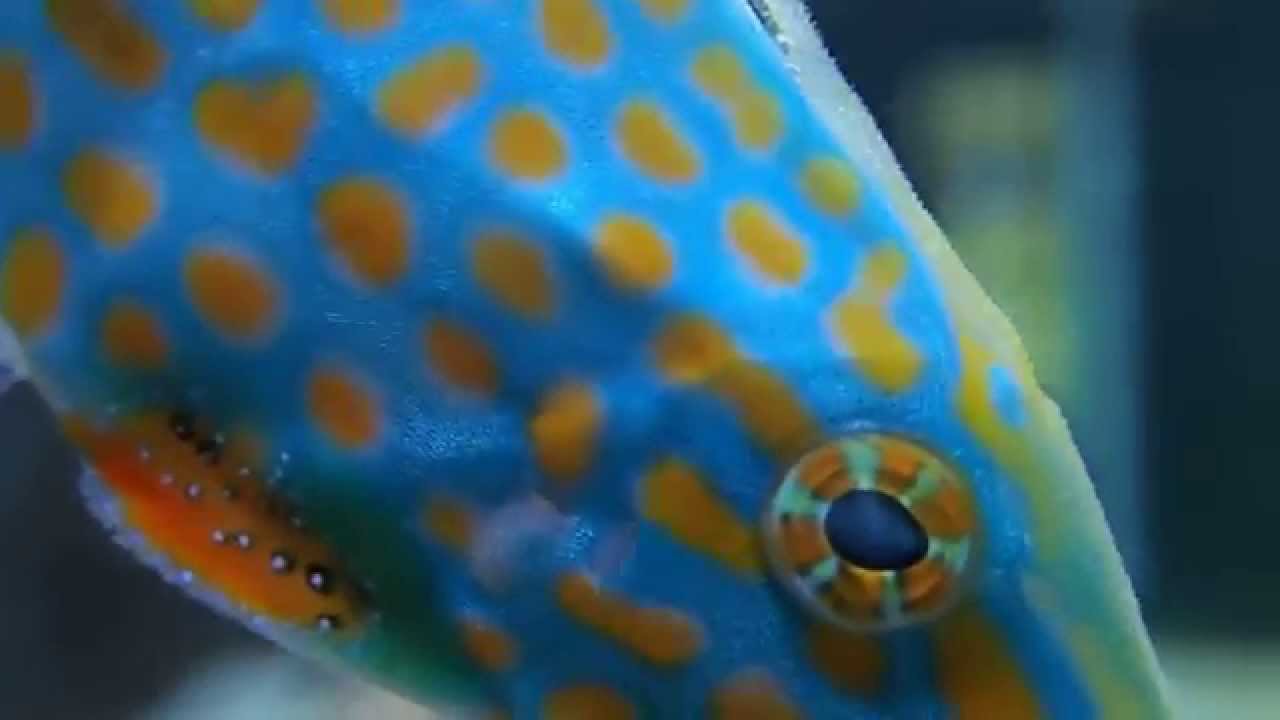 Orange Spotted Filefish - (close up shot) - YouTube