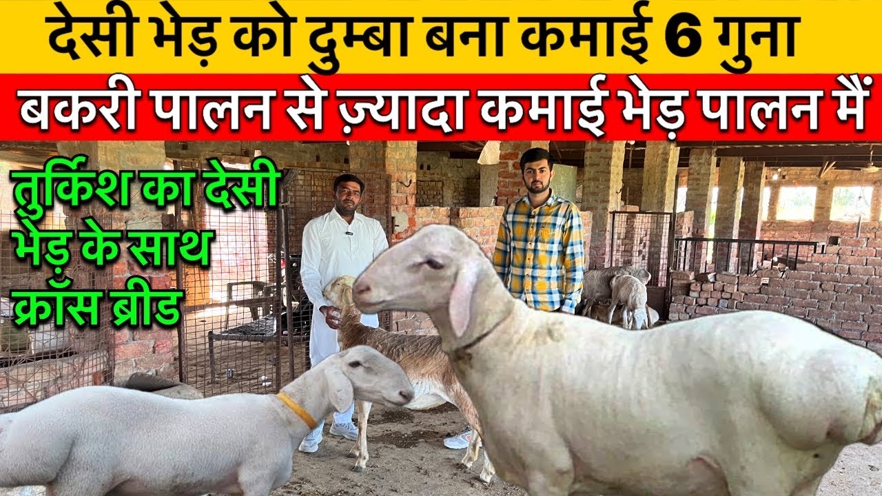 Turki Dumba भेड़ से Lakho में Kamai,Dumba Goat Farm,Turkey Dumba में ...