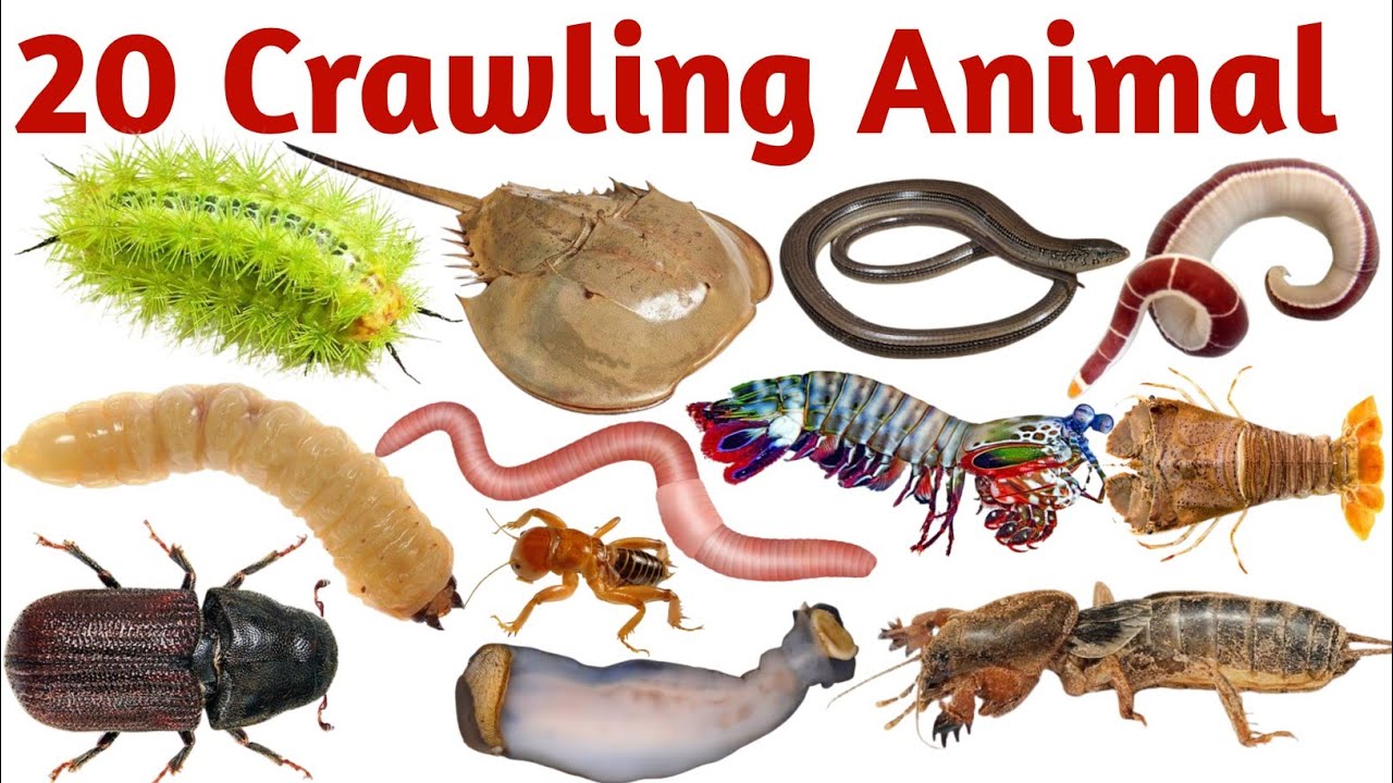 Learn 20 Crawling Animals Names 🐛🕷️🐌 | Fun Learning Video for Kids and ...