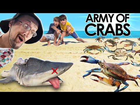 POOR Shark & the CRAB Invasion!  (FV Family gets Green Goblin @ the Beach)
