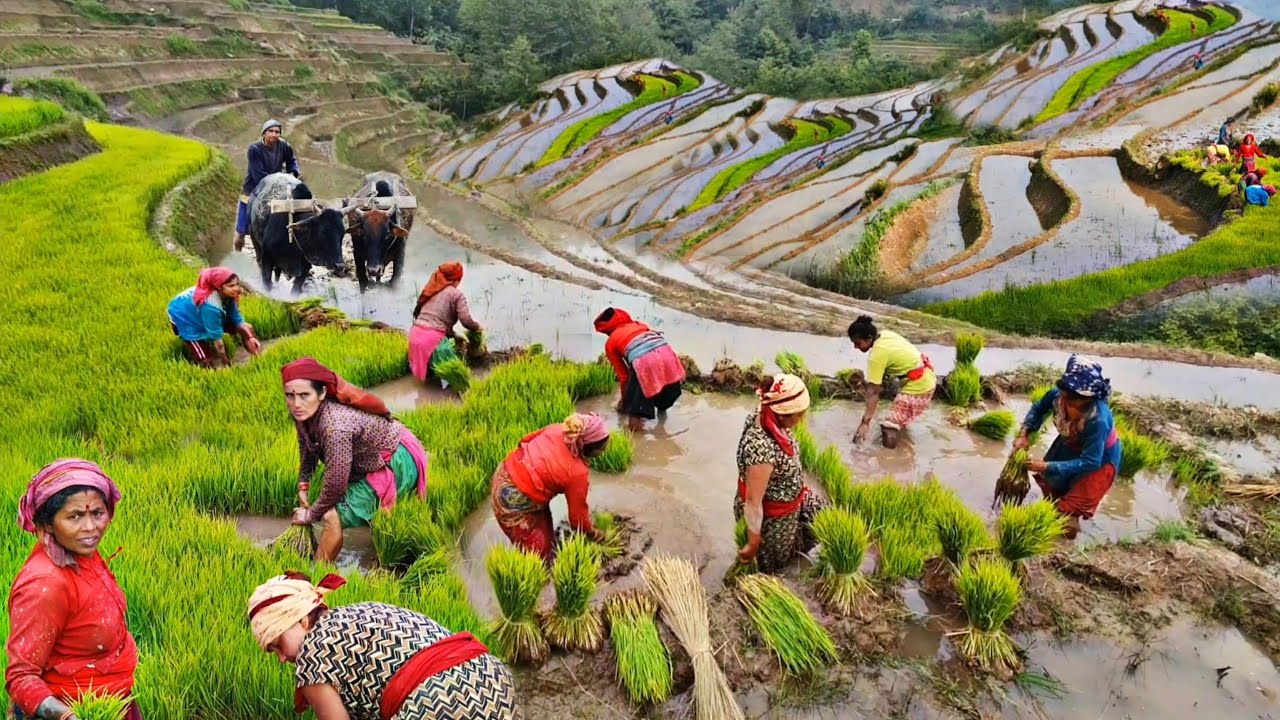 Wonderful Rice Farming In Nepal || Picking Up Seeds For Planting Paddy ...