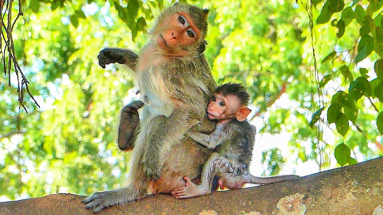 Tiny baby monkey Lily is very wet looking so skinny after take shower ...