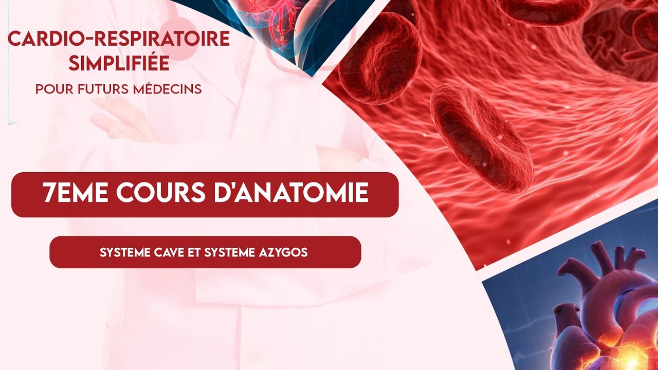 UE01 cardio : systeme cave et azygos (COURS 7 NAZIM) - YouTube