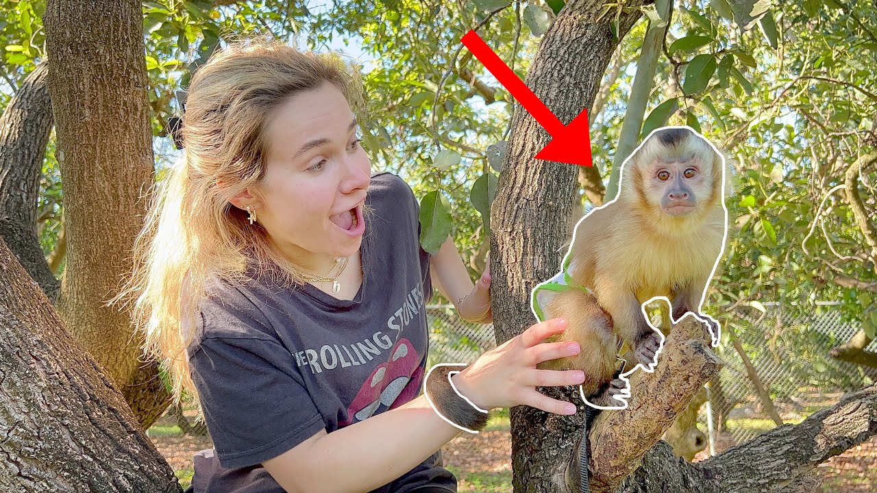 BABY MONKEY CLIMBS TREES FOR THE FIRST TIME! WILL HE LIKE IT?! - YouTube