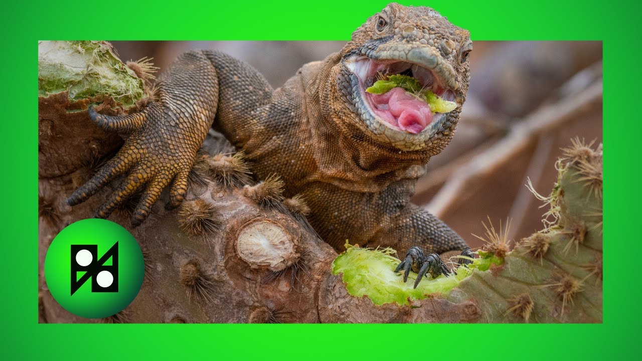 8 Animals that eat CACTUS!!! - YouTube