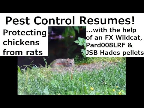 Protecting chickens from Rats - with Hades - YouTube