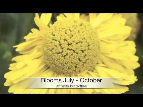 Helenium Double Trouble- Sneezeweed - YouTube