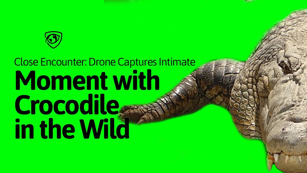 Close Encounter: Drone Captures Intimate Moment with Crocodile in the ...