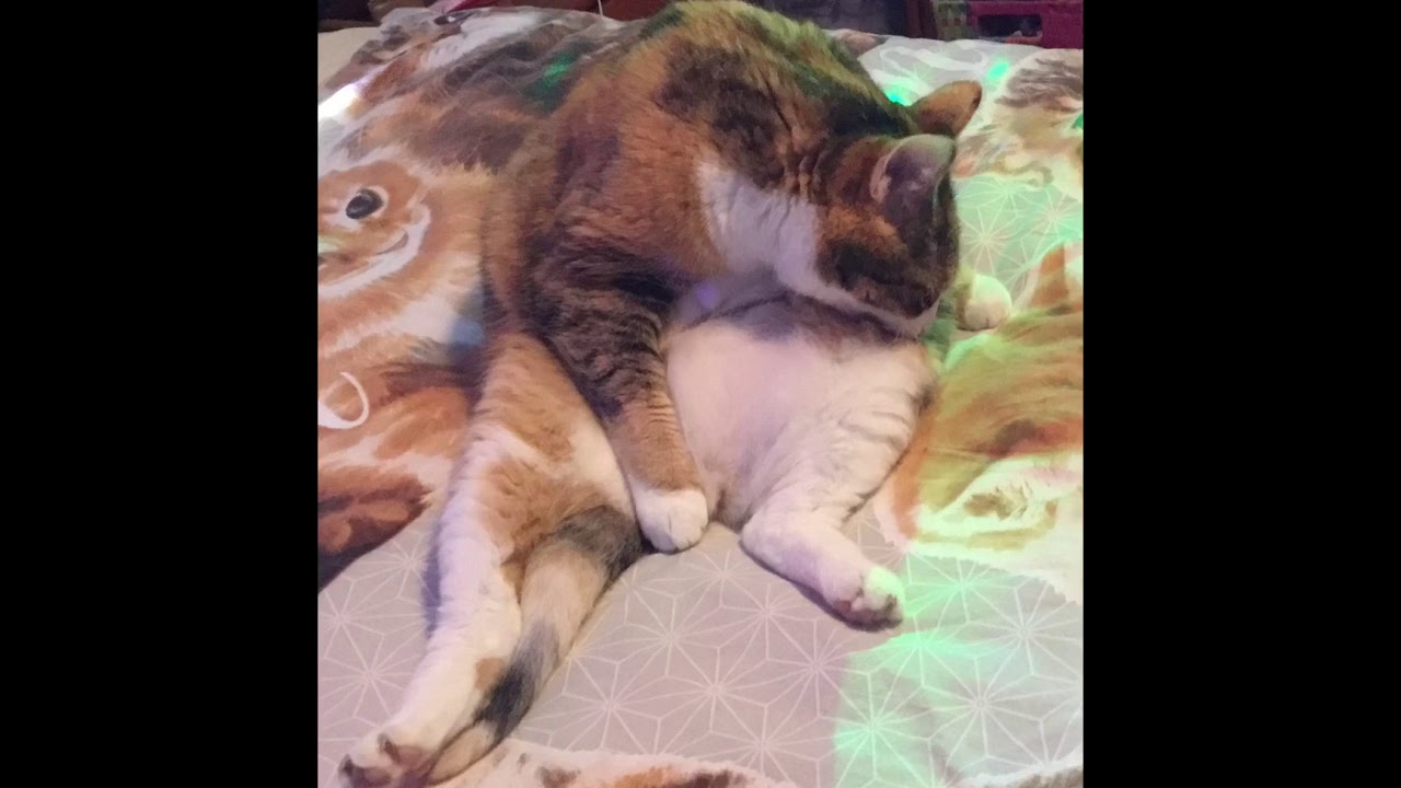 Chatouille. - YouTube