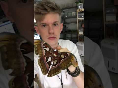 Viral video UK: Huge moth on guys face - YouTube