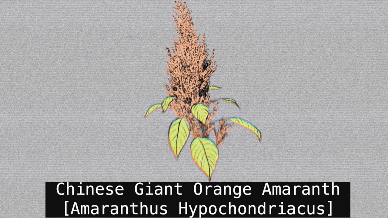 Chinese Giant Orange Amaranth [Amaranthus Hypochondriacus] - YouTube