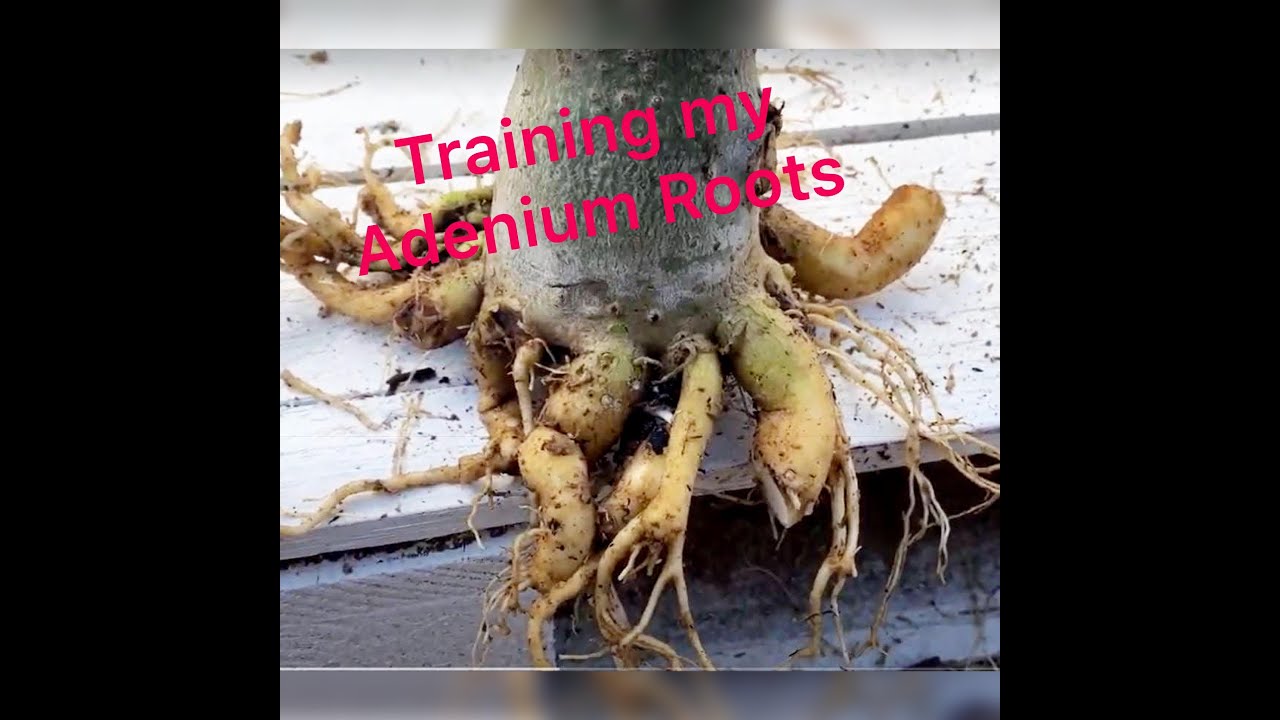 My Desert Rose - How to Root Train - YouTube