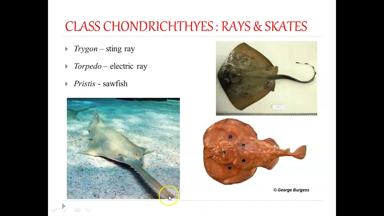 Chondrichthyes Rays