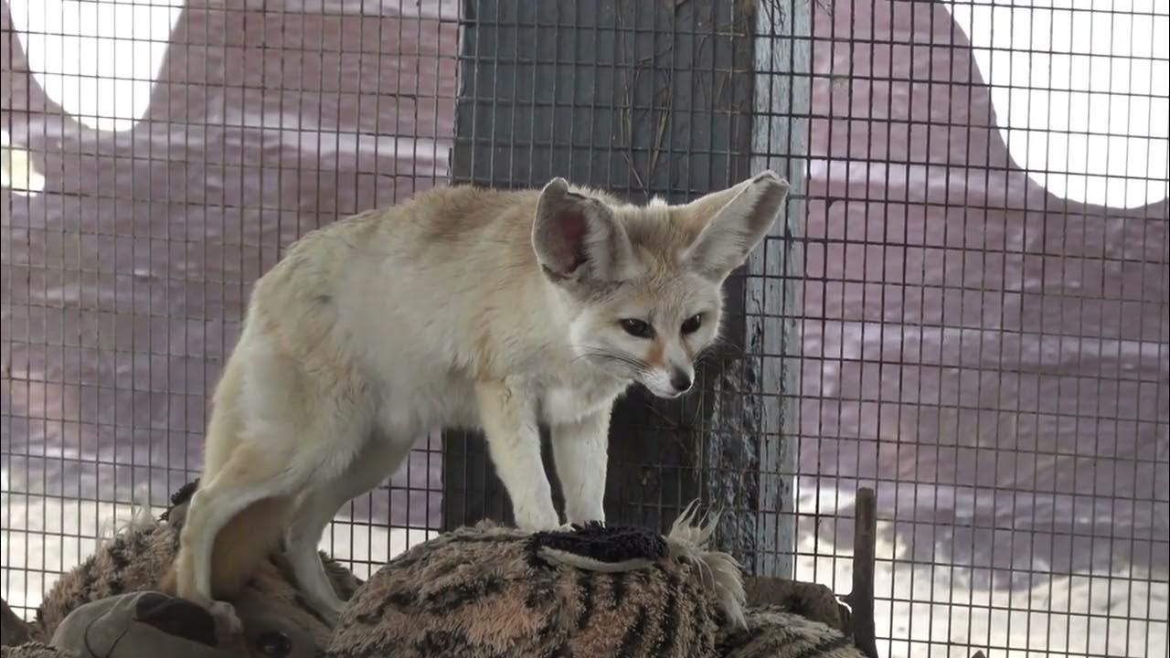 Fennec Fox Desert's Tiny Survivor with Big Adaptations - YouTube