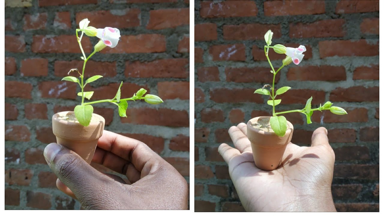 unboxing miniature plant pot|mini plant pot|mini mart - YouTube