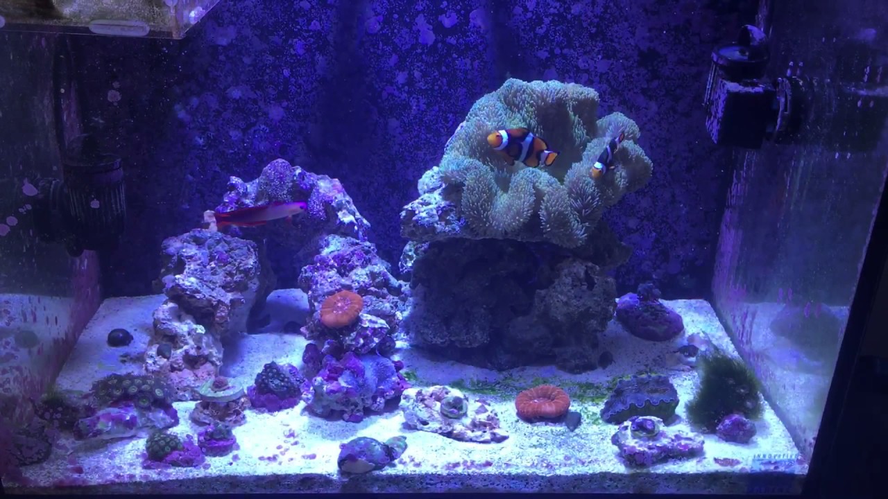 40 Gallon Reef Tank - YouTube