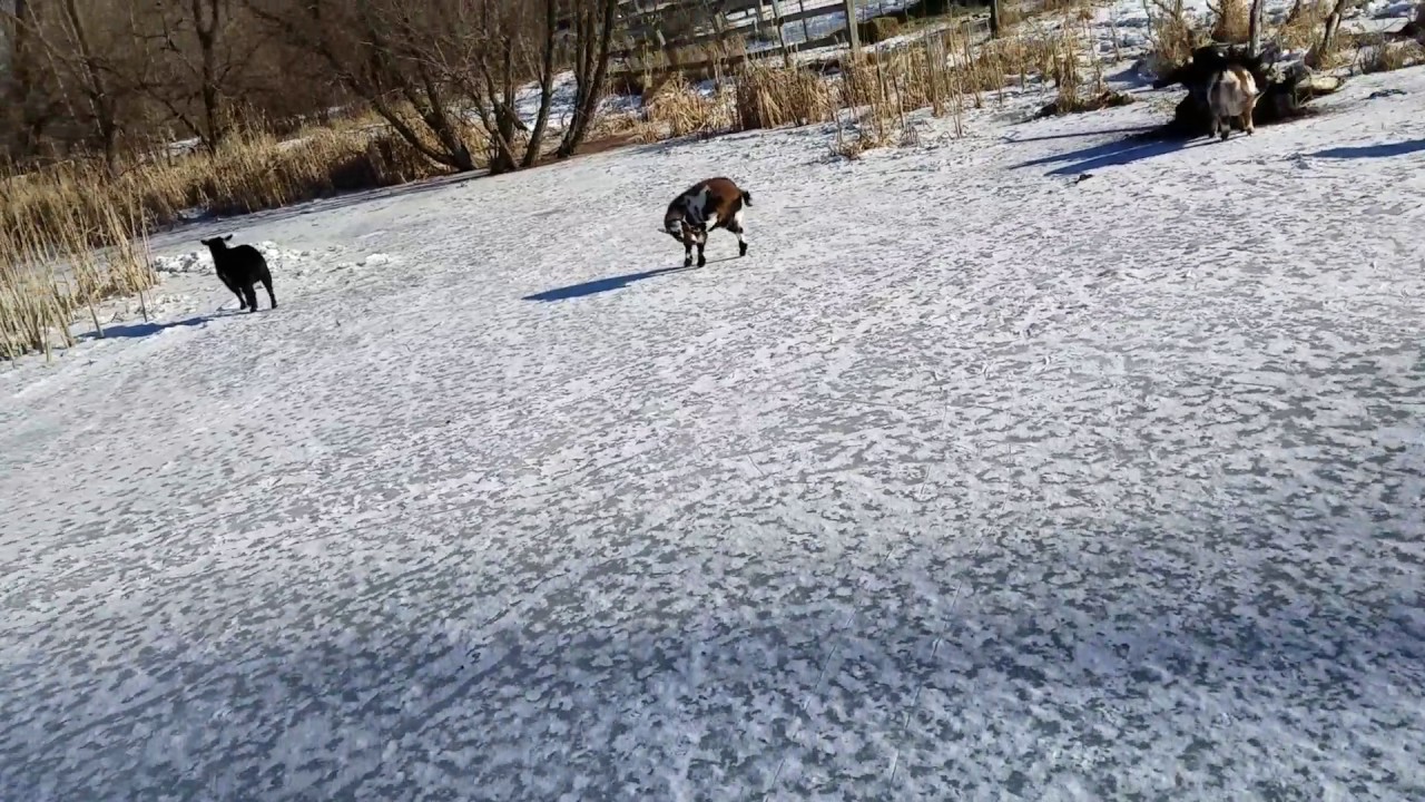 Farm style ice skating with the goats - YouTube