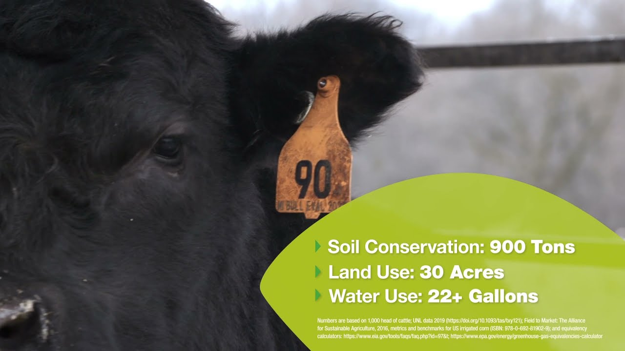 The science of Enogen® feed corn hybrids - YouTube