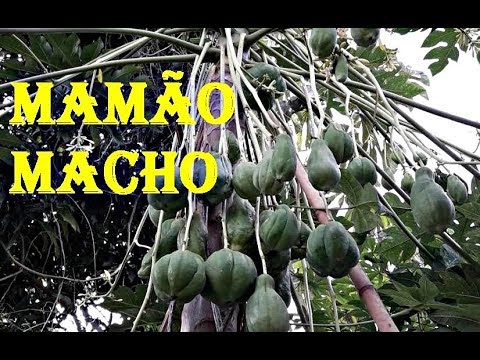 Pé de mamão macho produzindo carregado de frutos. Saiba Qual a ...