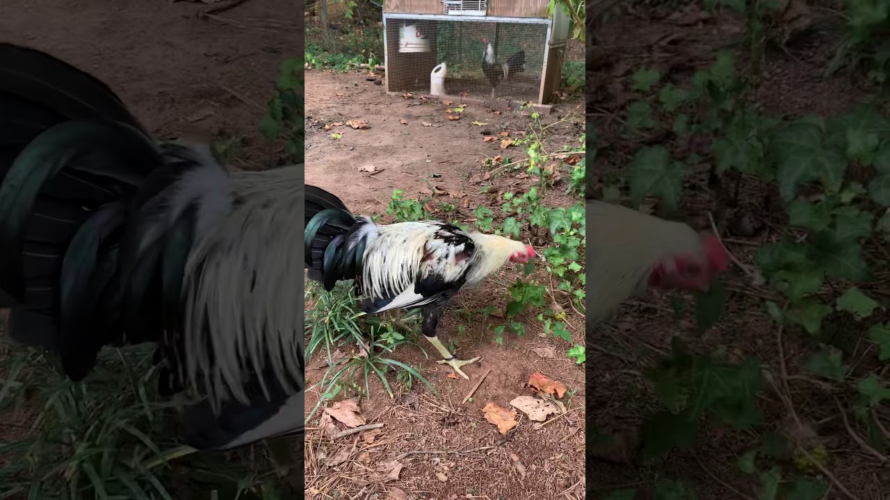 Pollo giro clement con un piquete de Albany - YouTube