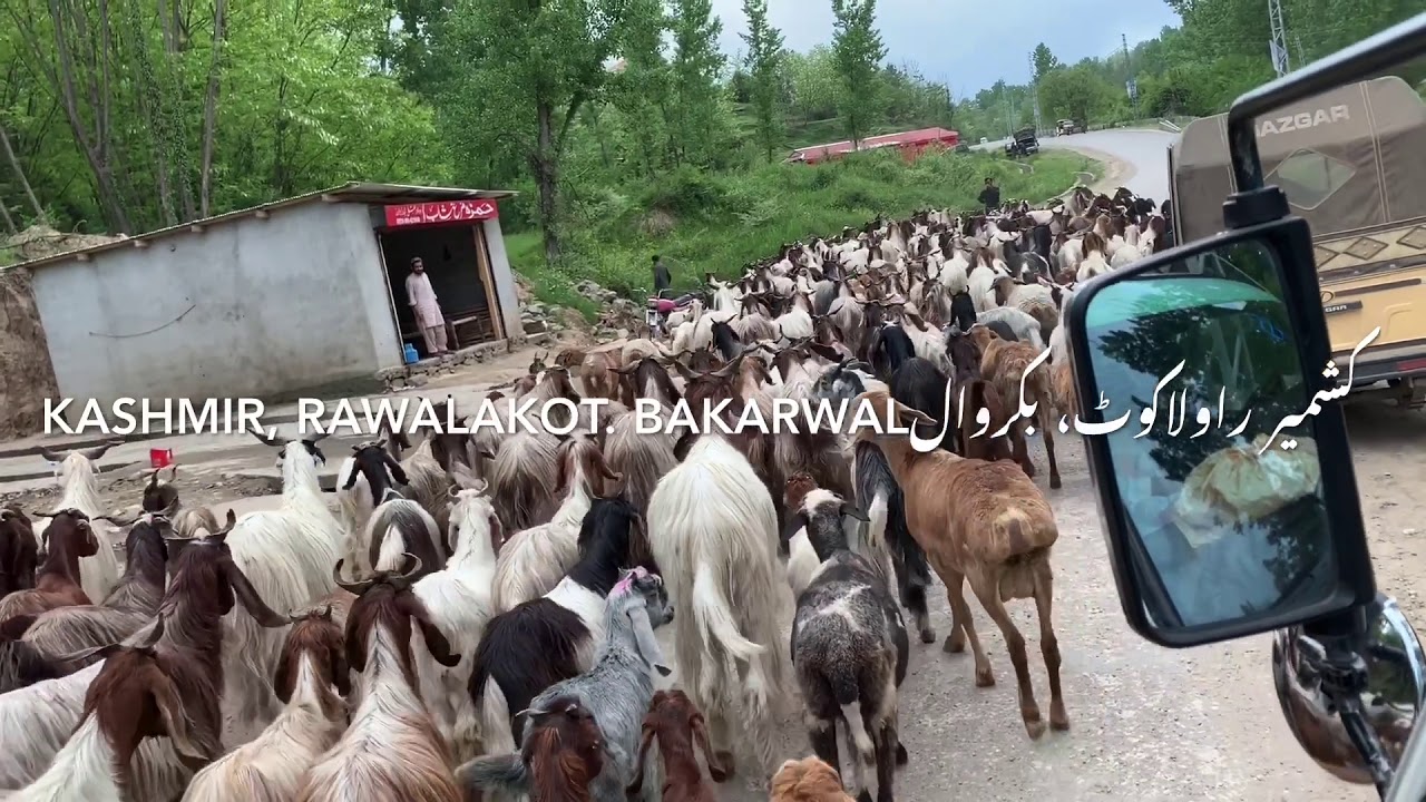 “BAKARWAL” Tribe of Jummu & kashmir - YouTube