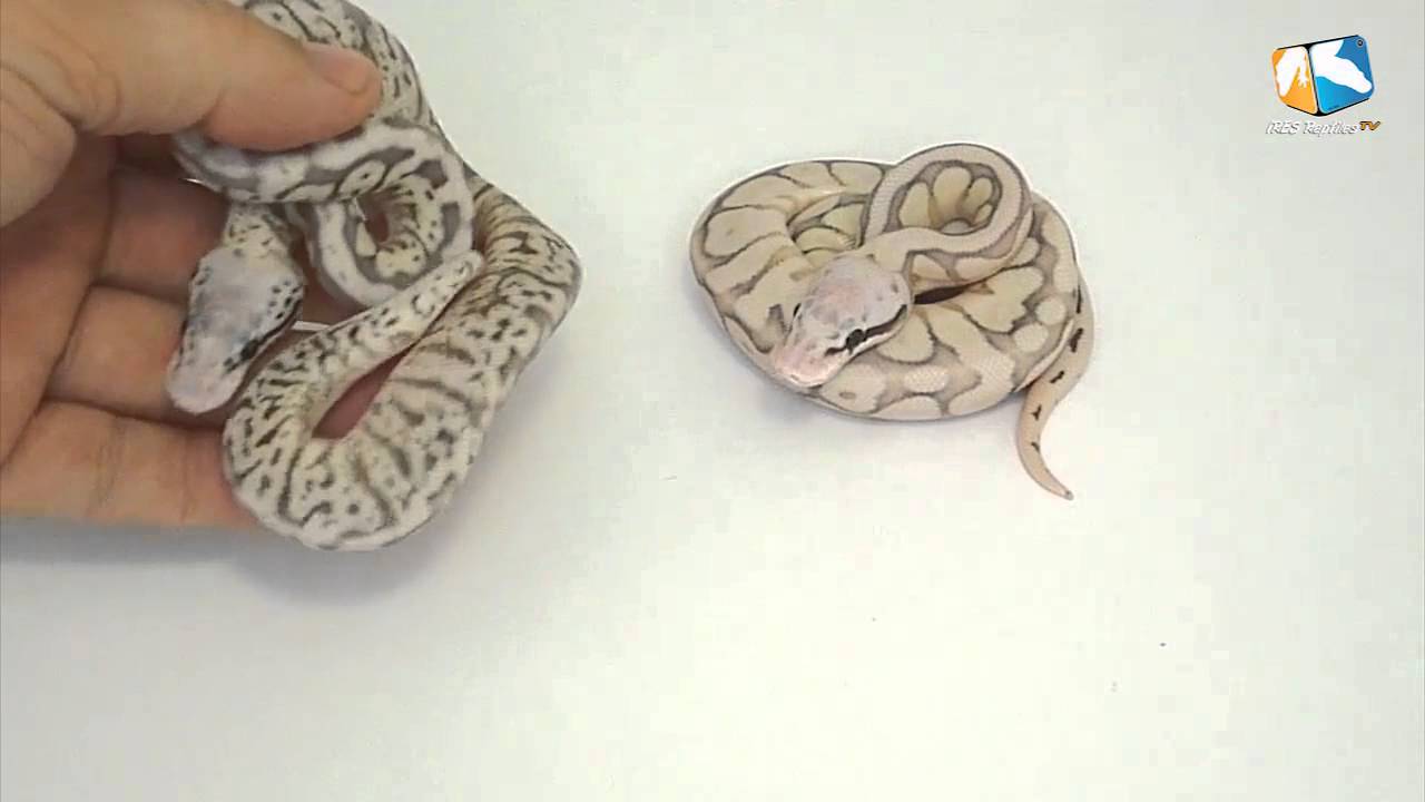 Silver Streak Ball Python