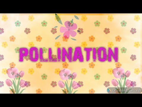 WHAT IS POLLINATION || 3D ANIMATED VIDEO || #UPDATED VERSION || BEST ...