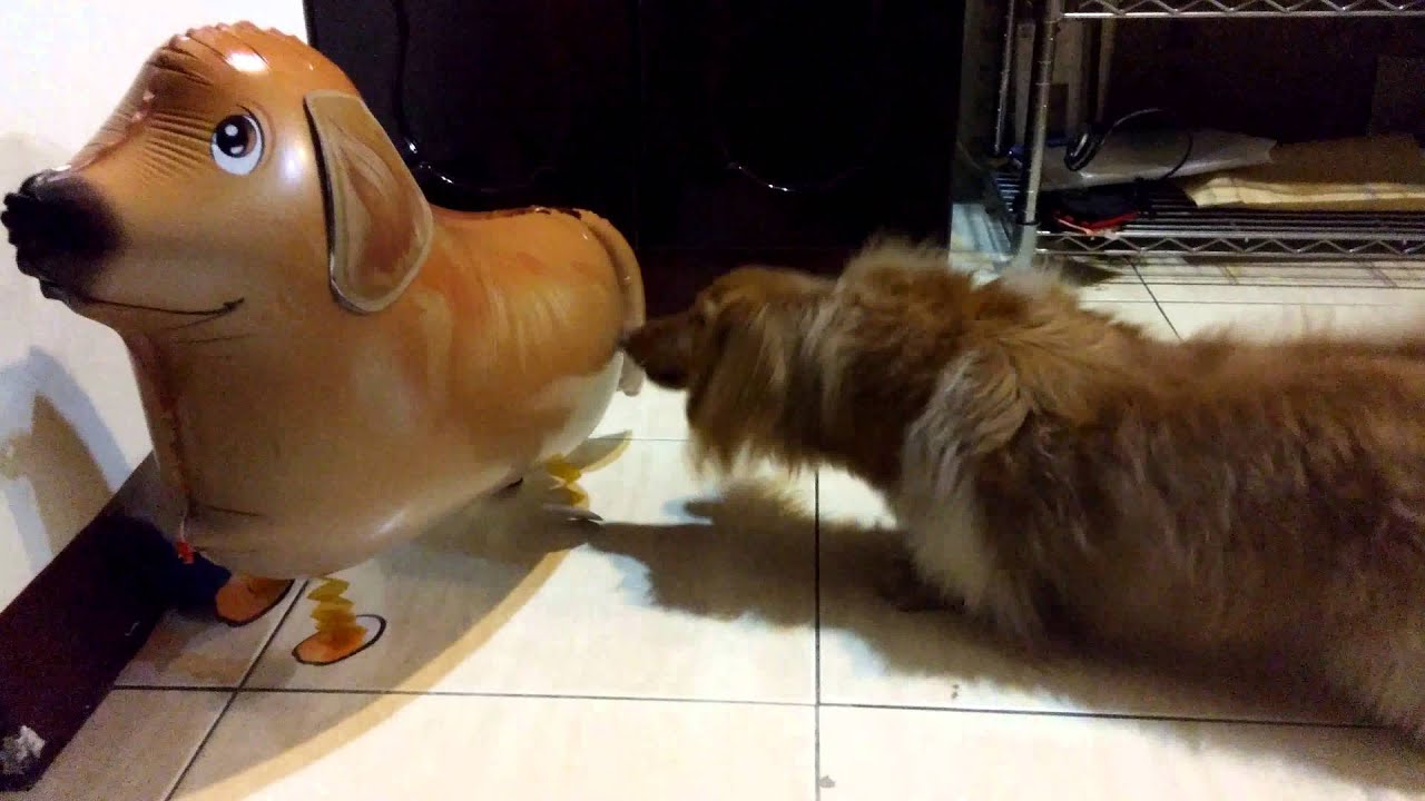 Dachshund scared of balloon dog!! - YouTube