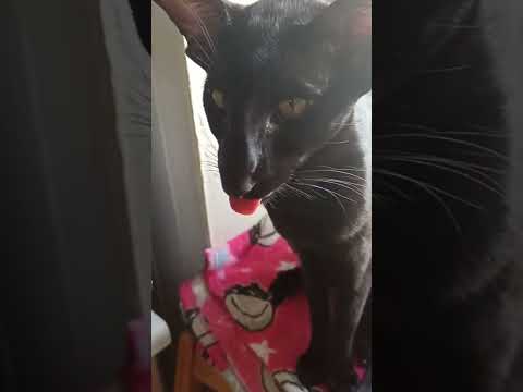 turi ip ip ip - oriental cat 😺 - YouTube