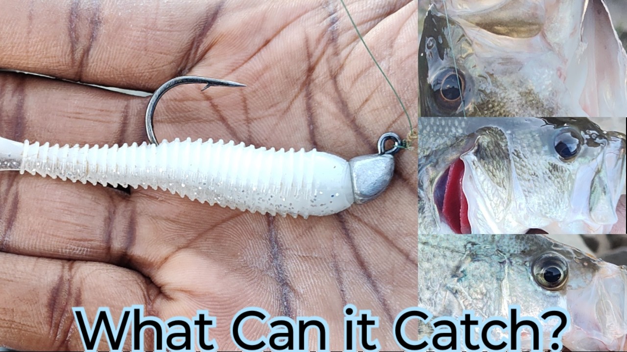 What Can You Catch With A : 3.25" Pearl Flash Rage Swimmer on a 1/8oz ...