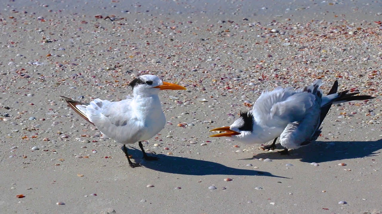 Bird Cackle - YouTube