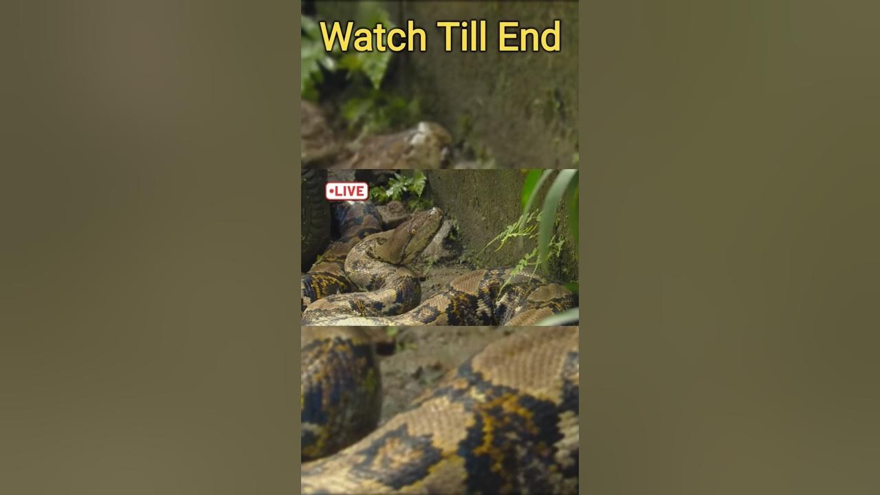 A huge hungry python is heading towards the village #shorts #viralvideo ...